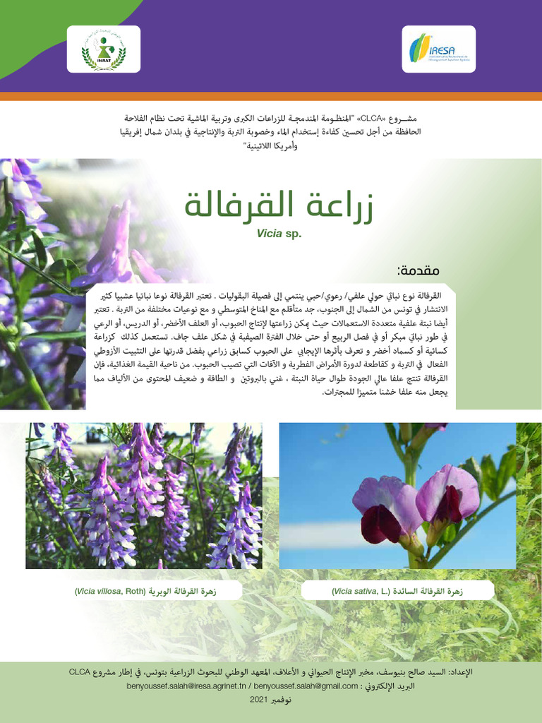 Flyer - On - Vetch - Tunisia ( - Vetch - Vicia - SPP - Cultivation - in ...