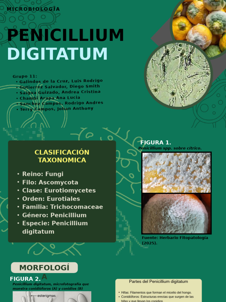 Presentación Biología Celular Microbiología Bacterias Fisión Binaria ...