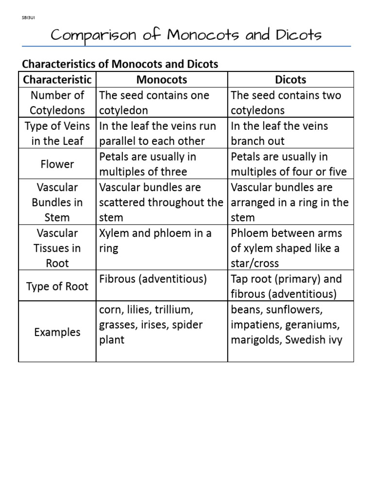 E2 - Comparison of Monocots and Dicots Answers | PDF