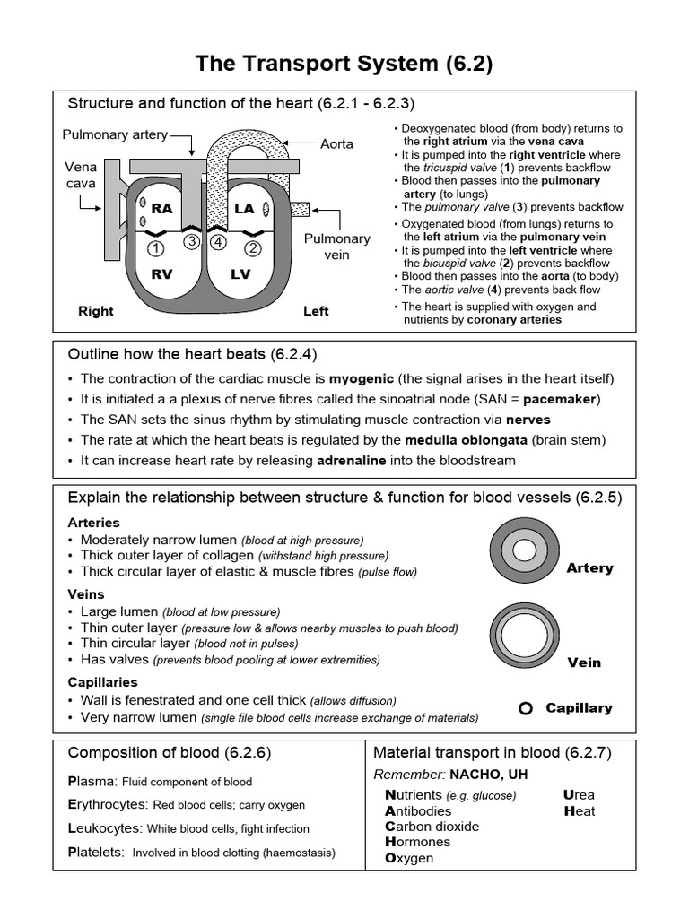 6.2 The Transport System | PDF | Heart | Vein