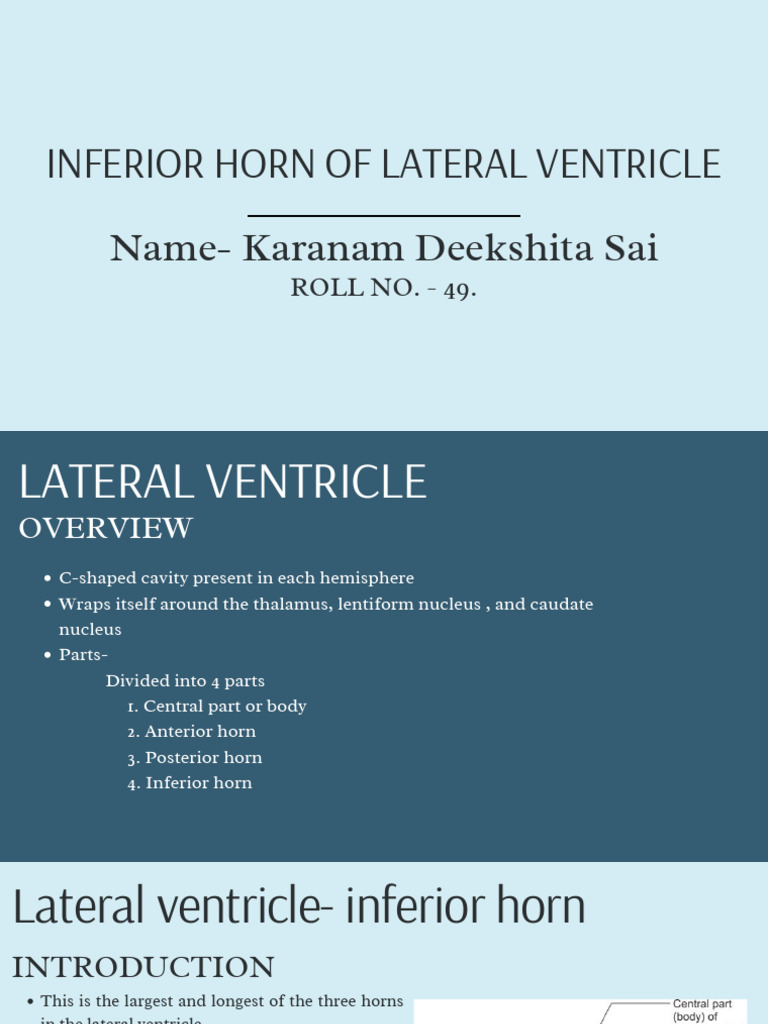 Inferior Horn of Lateral Ventricle | PDF