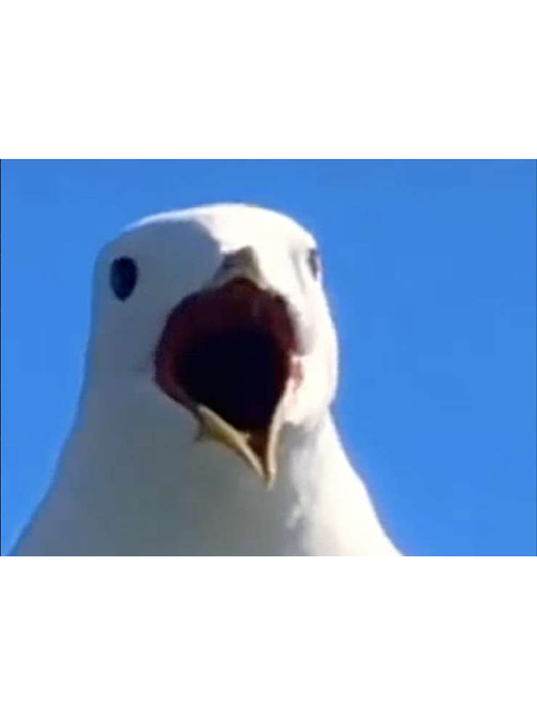 Seagull | PDF