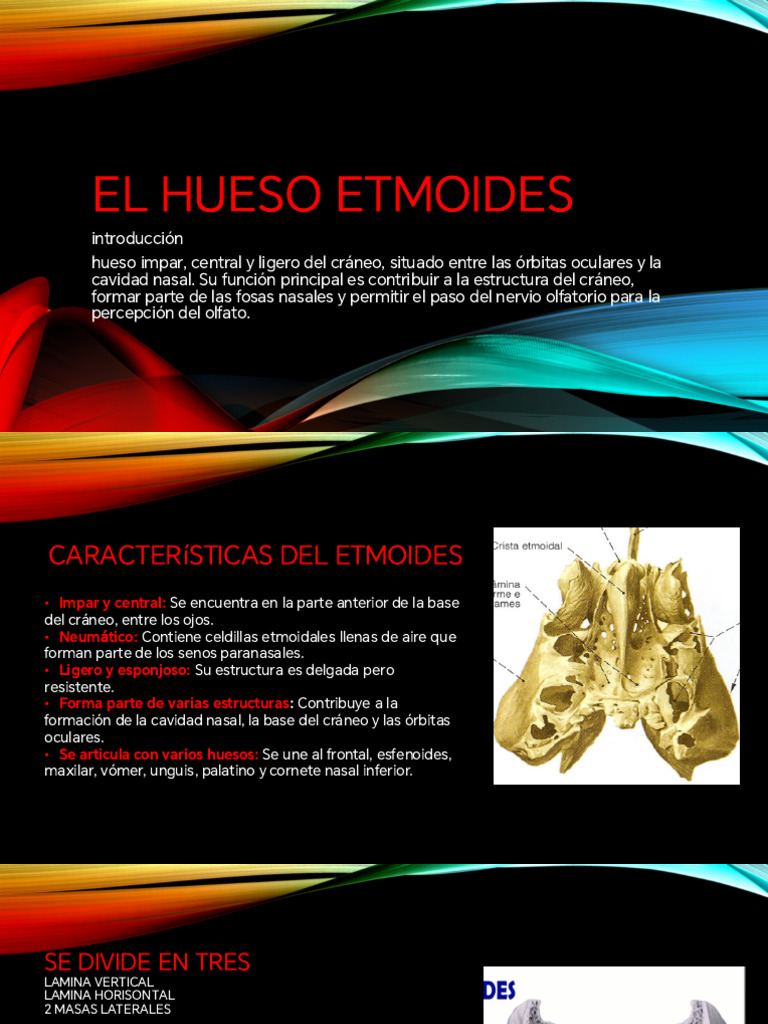 EL HUESO Etmoides | PDF | Anatomía de los primates | Sistema esquelético