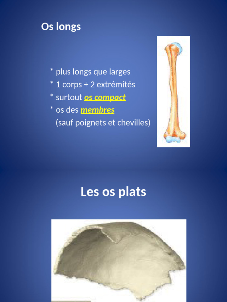 Structure et Types de Tissus Osseux | PDF | Os | Moelle osseuse