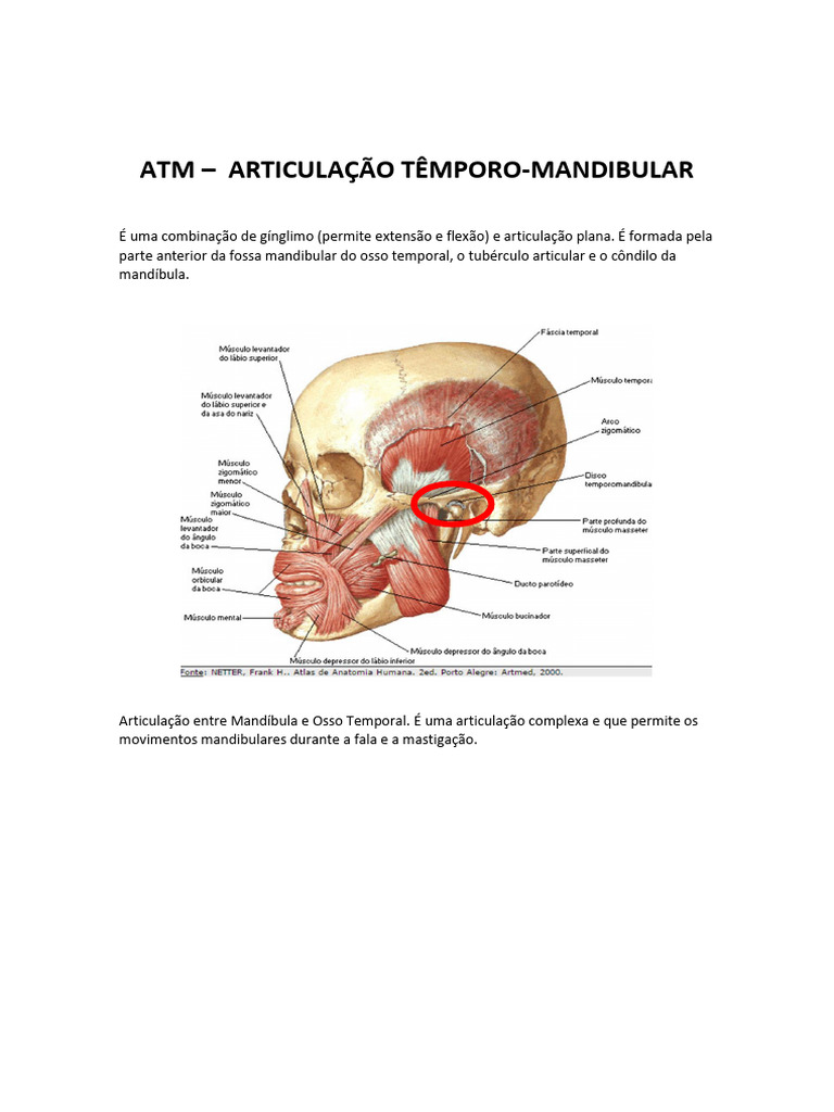Anatomia da Articulação Têmporo-Mandibular | PDF | Anatomia humana ...