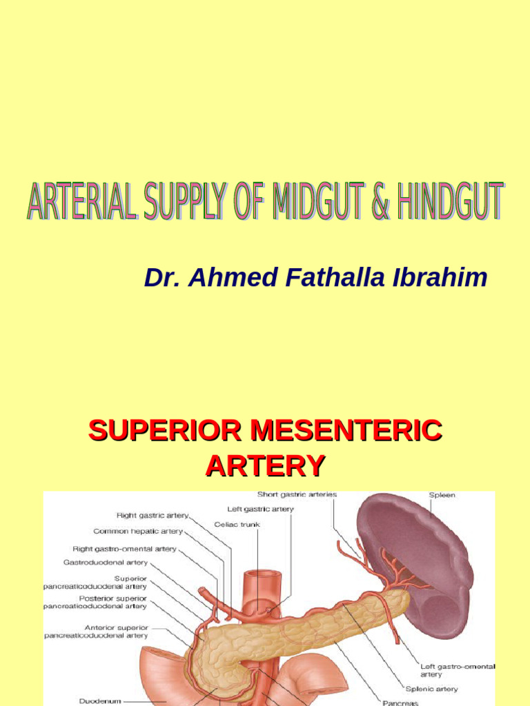 Blood Supply to the Hindgut | PDF | Large Intestine | Gastroenterology