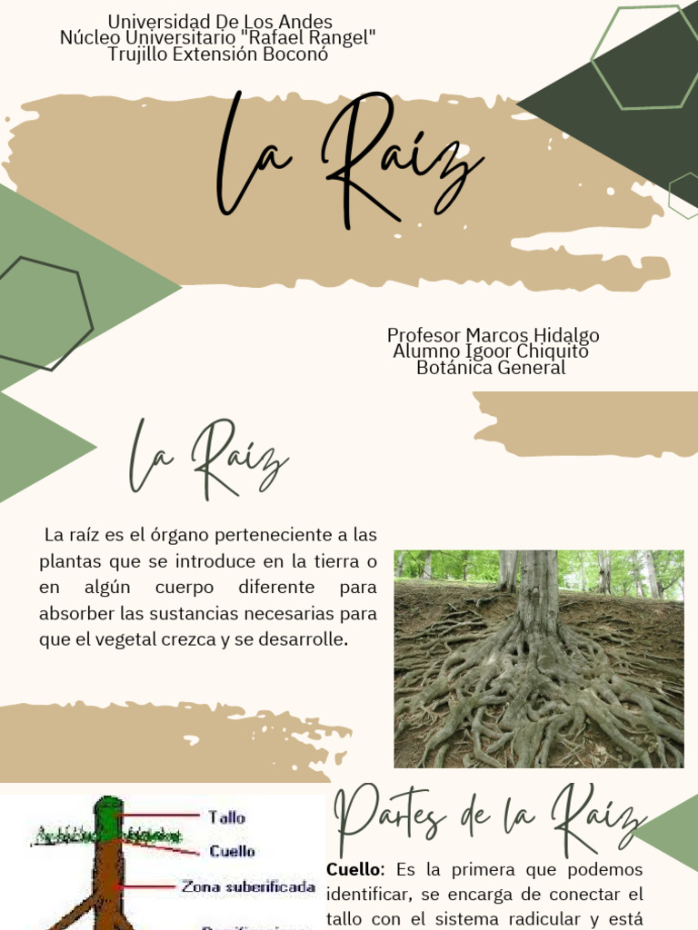 Partes y funciones de la raíz | PDF | Raíz | Anatomía