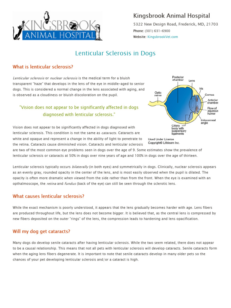 Understanding Lenticular Sclerosis in Dogs | PDF | Cataract | Eye