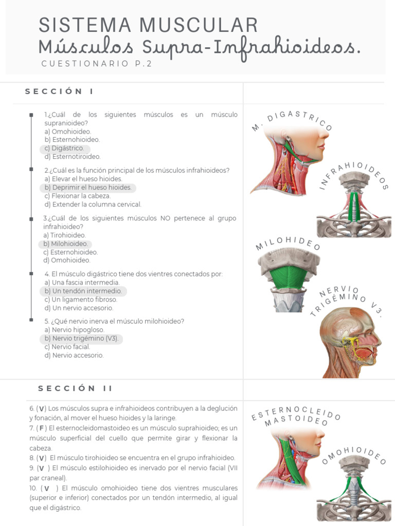 Sistema Muscular: Músculos Supra-Infrahioideos | PDF | Cabeza y cuello ...