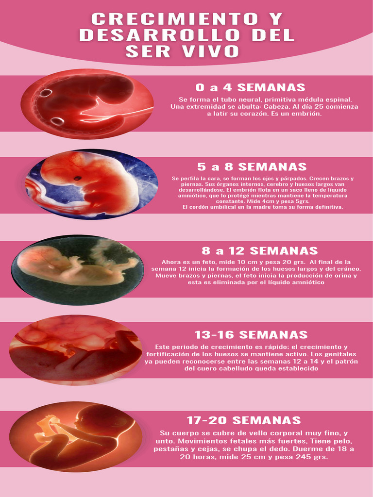 Crecimiento y Desarrollo Del Ser Vivo | PDF | Feto | Anatomía