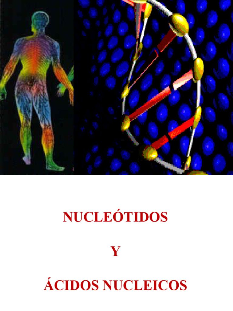 Nucleótidos - Ácidos nucleicos | PDF | Rna | Cromatina