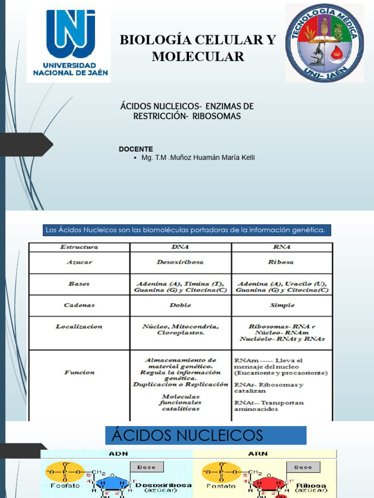 Semana 4 - Cidos Nucleicos - Enzimas de Restricci-N - Ribosomas | PDF | Rna | Ribosoma