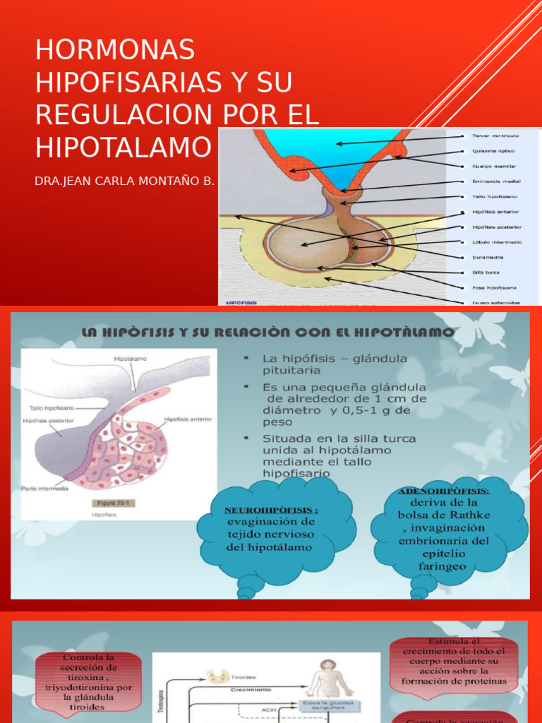 HORMONAS HIPOFISARIAS | PDF