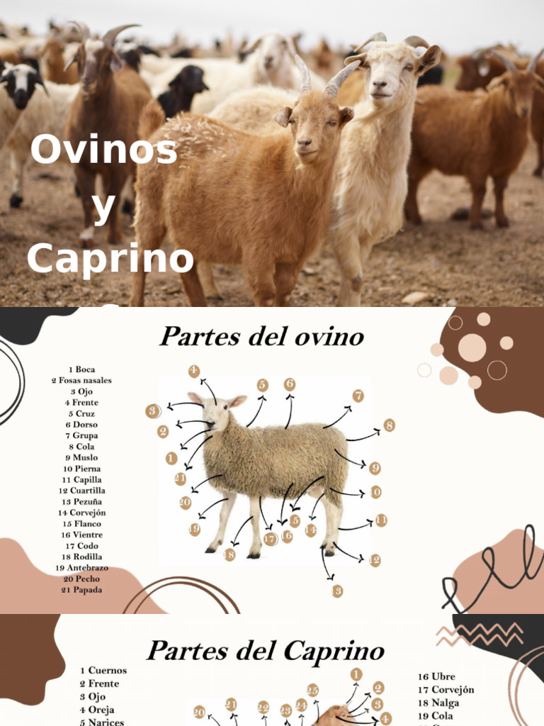 Dentición en ovinos y caprinos | PDF | Oveja