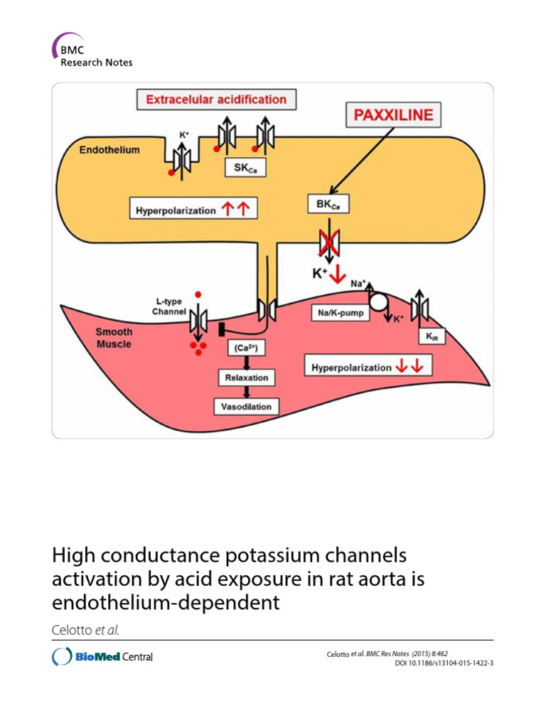 High Conductance Potassium Channels Activation by Acid Exposure | PDF ...