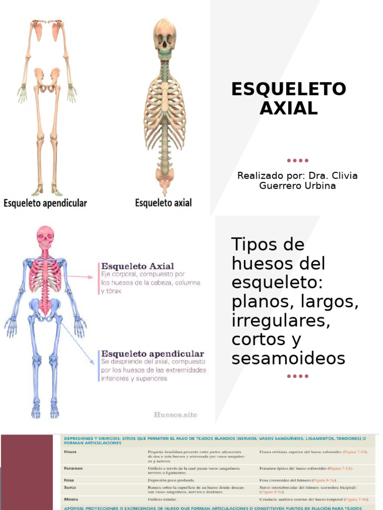 Esqueleto Axial | PDF | Nariz humana | Vértebra