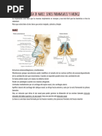 4 Fosas Nasales & Senos Paranasales | PDF | Nariz humana | Anatomía