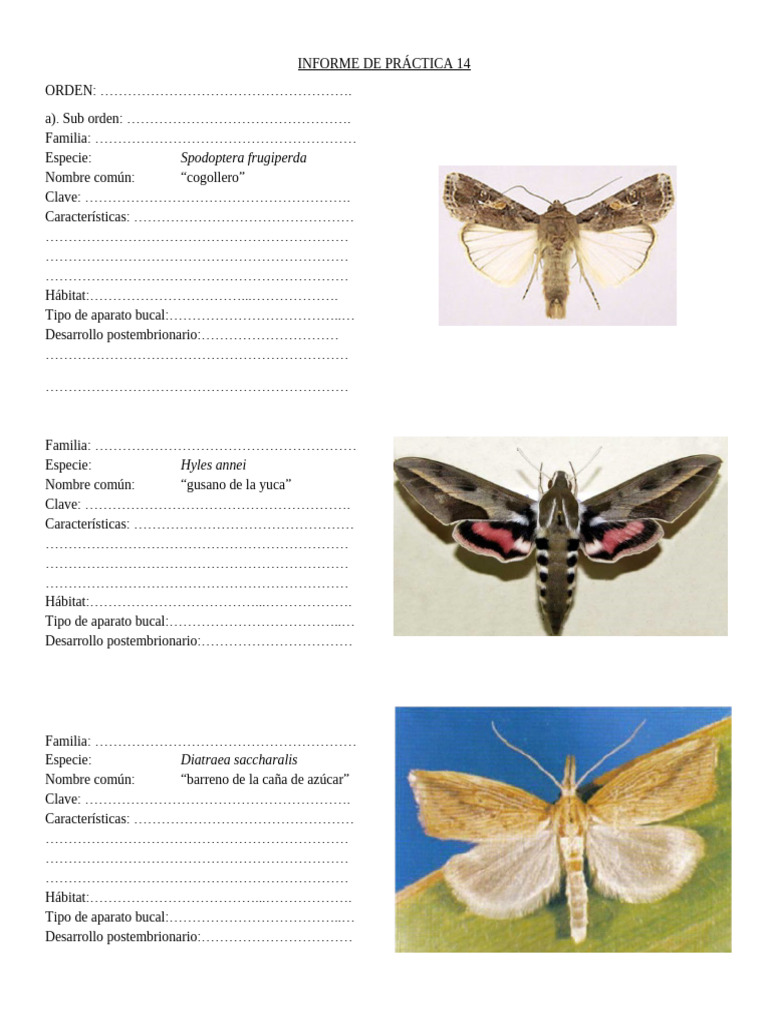 Informe sobre Especies de Insectos y Hábitats | PDF | Organismos | Insectos