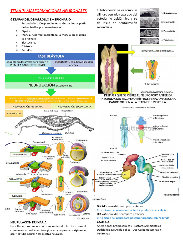 Res 6 Hidro | PDF | Corazón | Anatomía