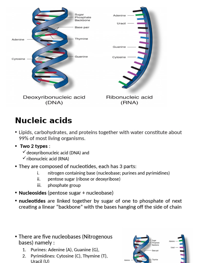 Nucleic Acids: DNA & RNA Overview | PDF | Translation (Biology ...