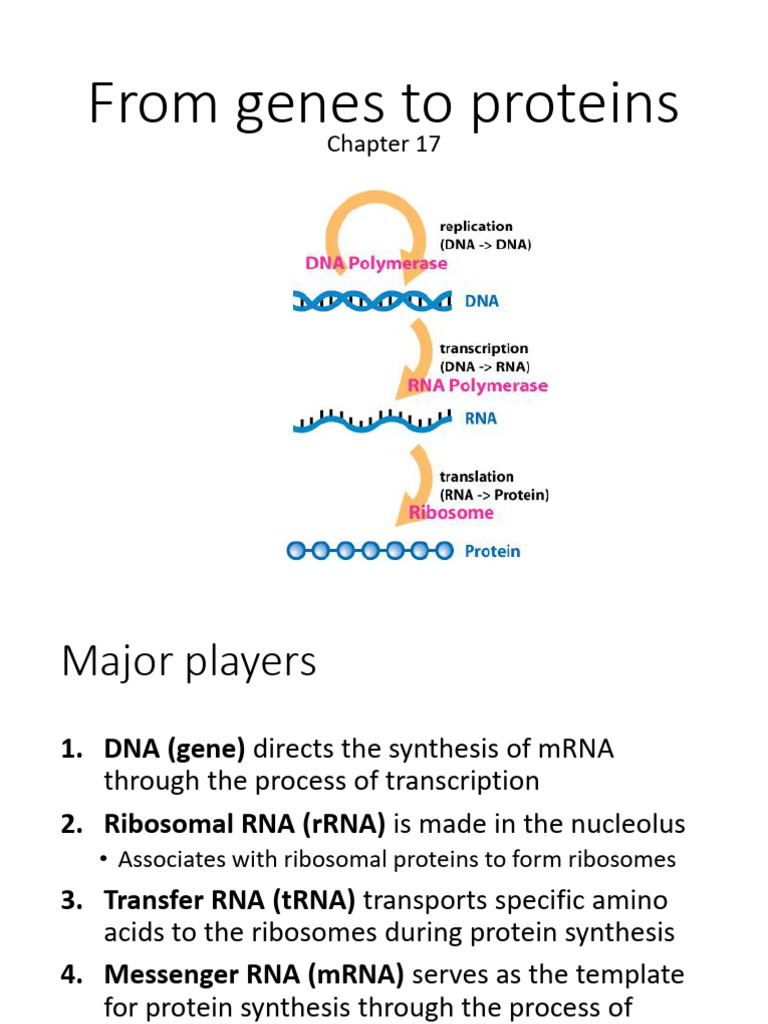 Codons and Anticodons in Protein Synthesis | PDF | Translation (Biology ...