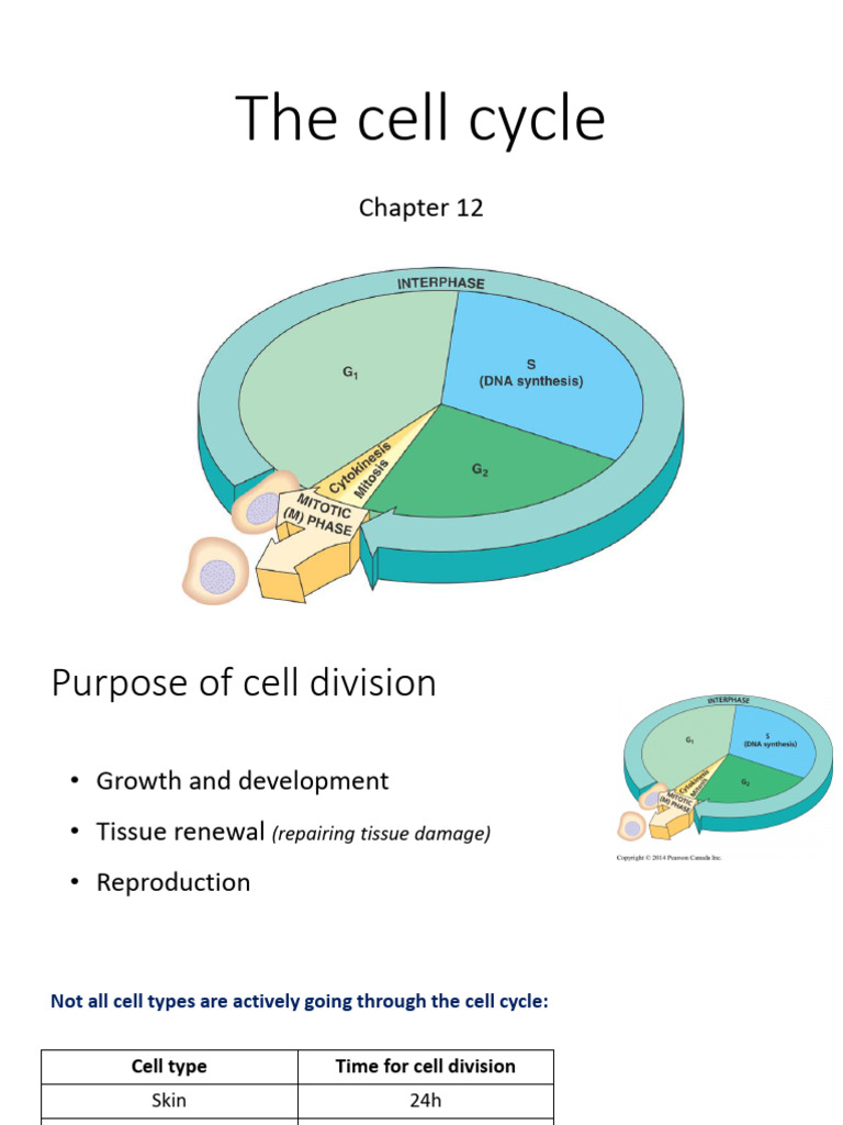 Lecture_6_cell_cycle_mitosis | PDF | Mitosis | Chromosome