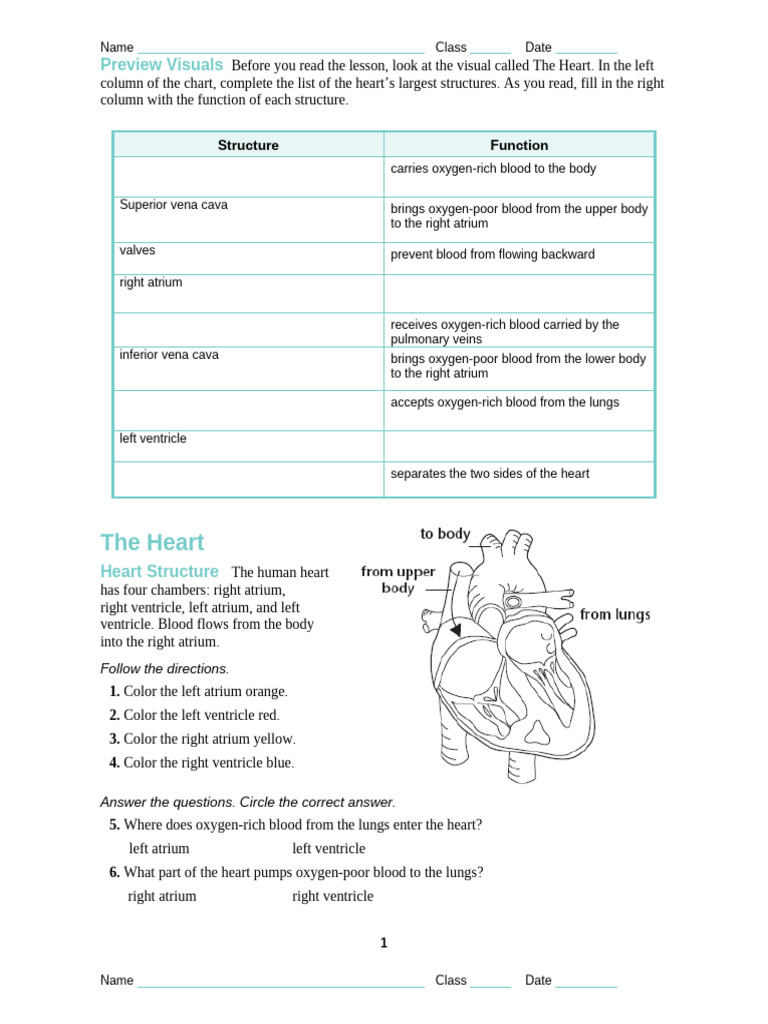 Heart Structure and Circulation Guide | PDF | Atrium (Heart) | Heart