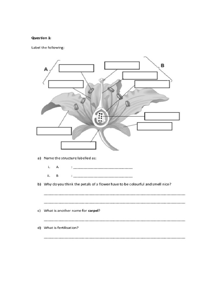 Class 8 Flower | PDF