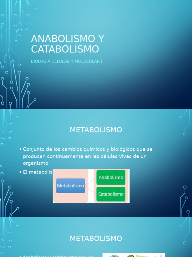 Anabolismo y Catabolismo | PDF | Catálisis | Metabolismo