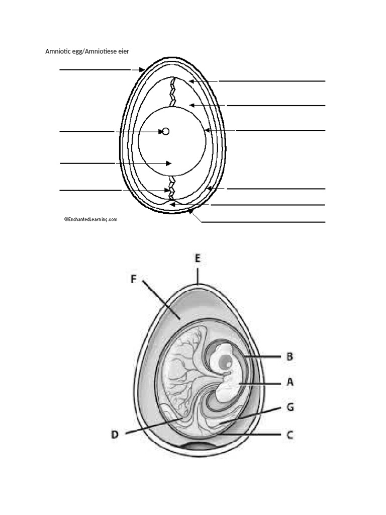 Amniotic Egg - Blank Diagrams | PDF