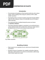 Respiratory Processes in Plants | PDF | Diet & Nutrition | Chemistry