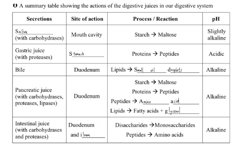 Digestive System 7 | PDF
