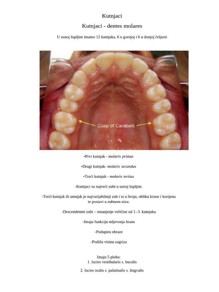 Kutnjaci - Skripta | PDF