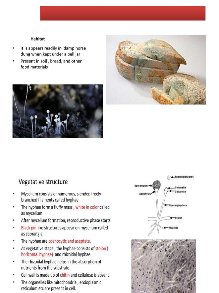 Life Cycle Mucor 1 | PDF