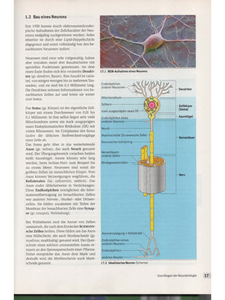 Aufbau Des Neurons | PDF
