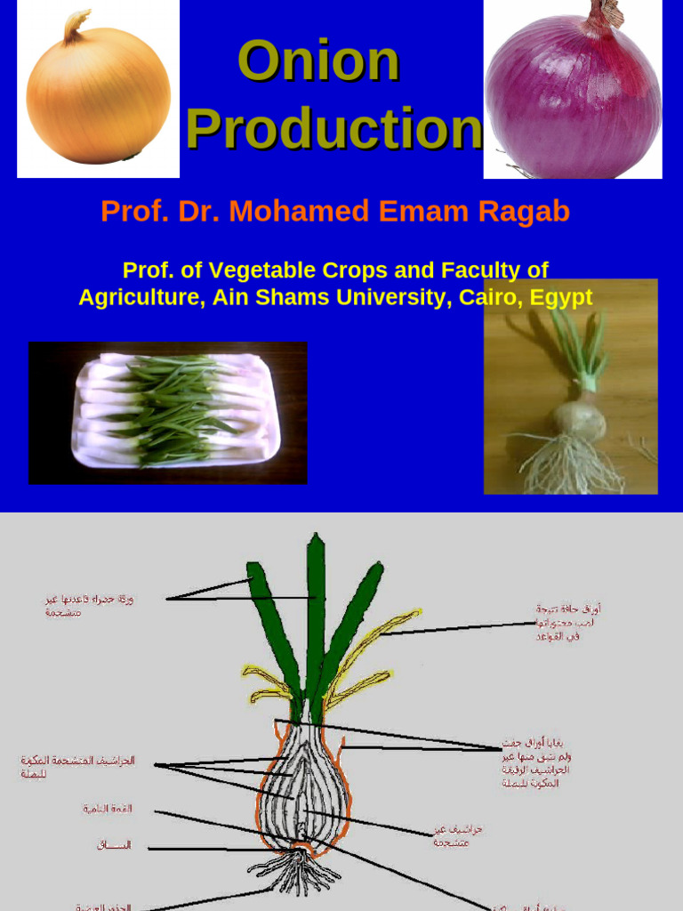 Onion Presentation | PDF