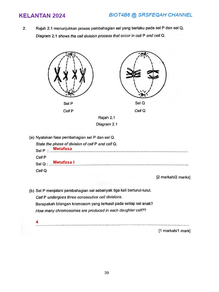 TRIAL BIO 2024 T4B6 Jawapan | PDF | Meiosis | Mitosis