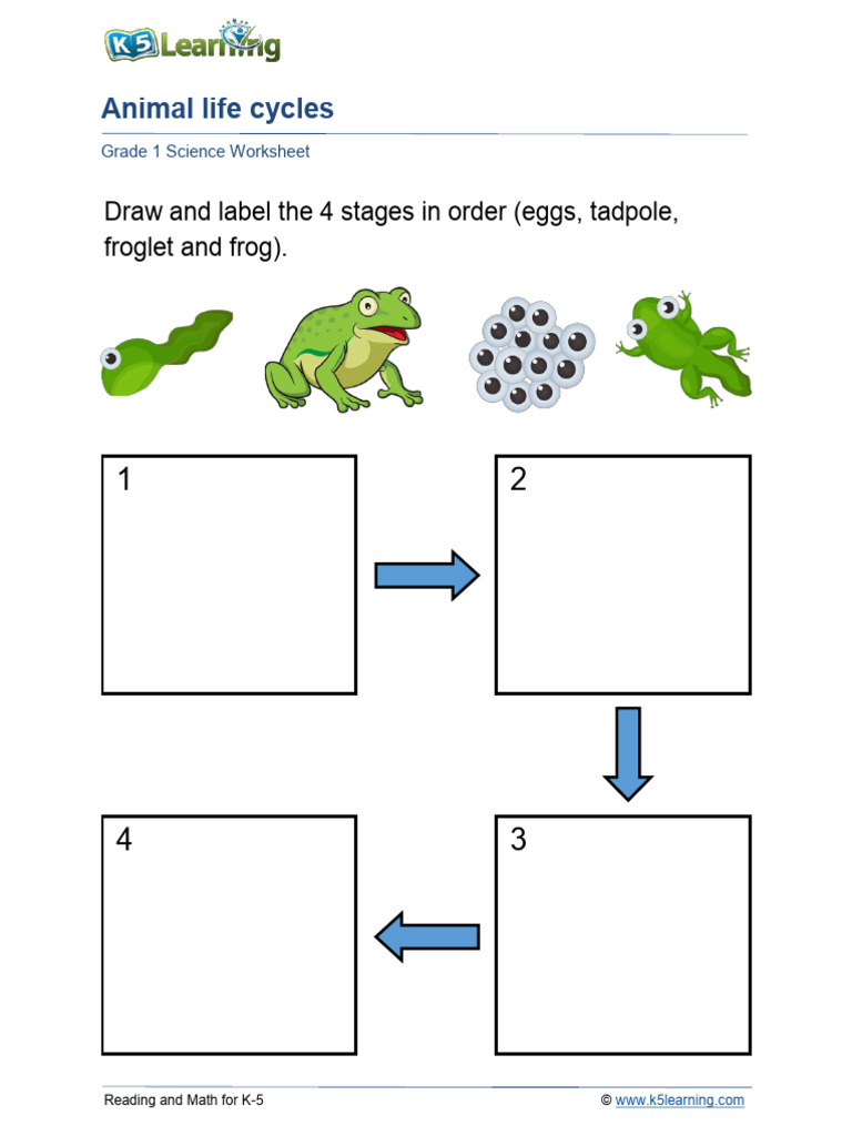 K-5 Animal Life Cycles Worksheet | PDF