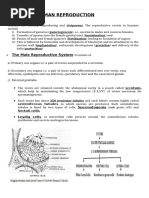 Human Reproduction Class 12 Overview | PDF | Menstrual Cycle | Ovary