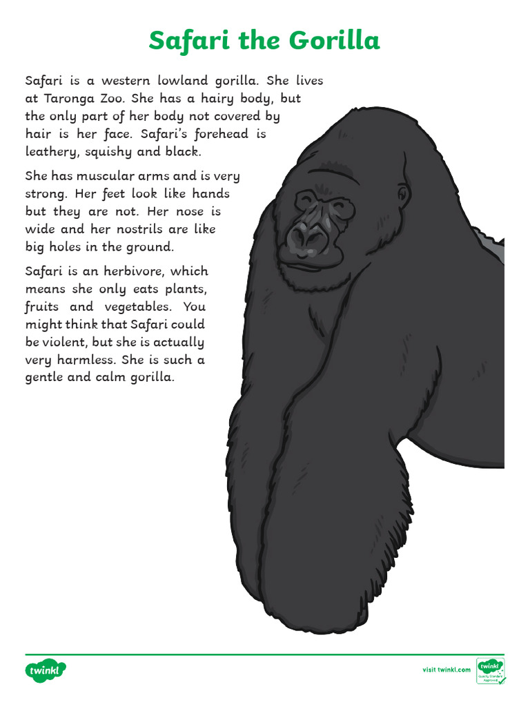 Safari The Gorilla Factual Description Writing Sample Ver 1 | PDF