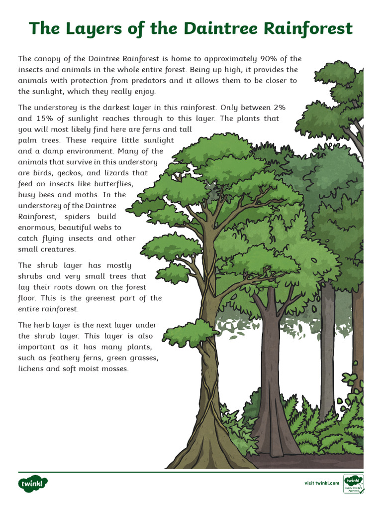 The Layers of The Daintree Rainforest Factual Description Writing ...
