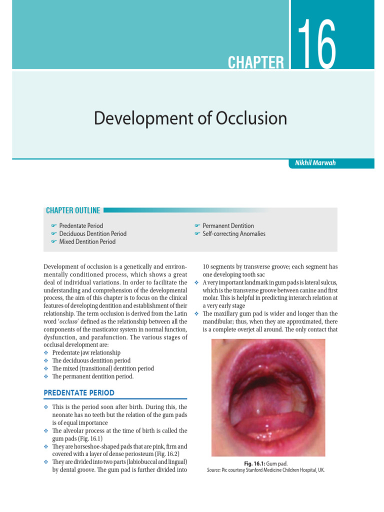 Development of Pediatric Occlusion | PDF | Tooth | Dentistry Branches
