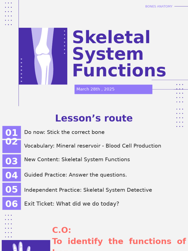 Functions of the Skeletal System | PDF | Bone | Skeleton