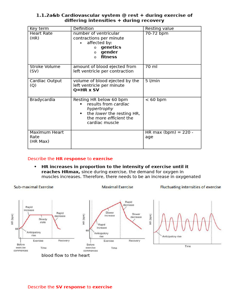 1.1.2a&b Cardiovascular System at Rest + During Exercise of Differing ...