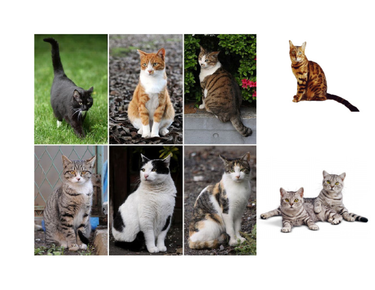 Gambar Kucing | PDF