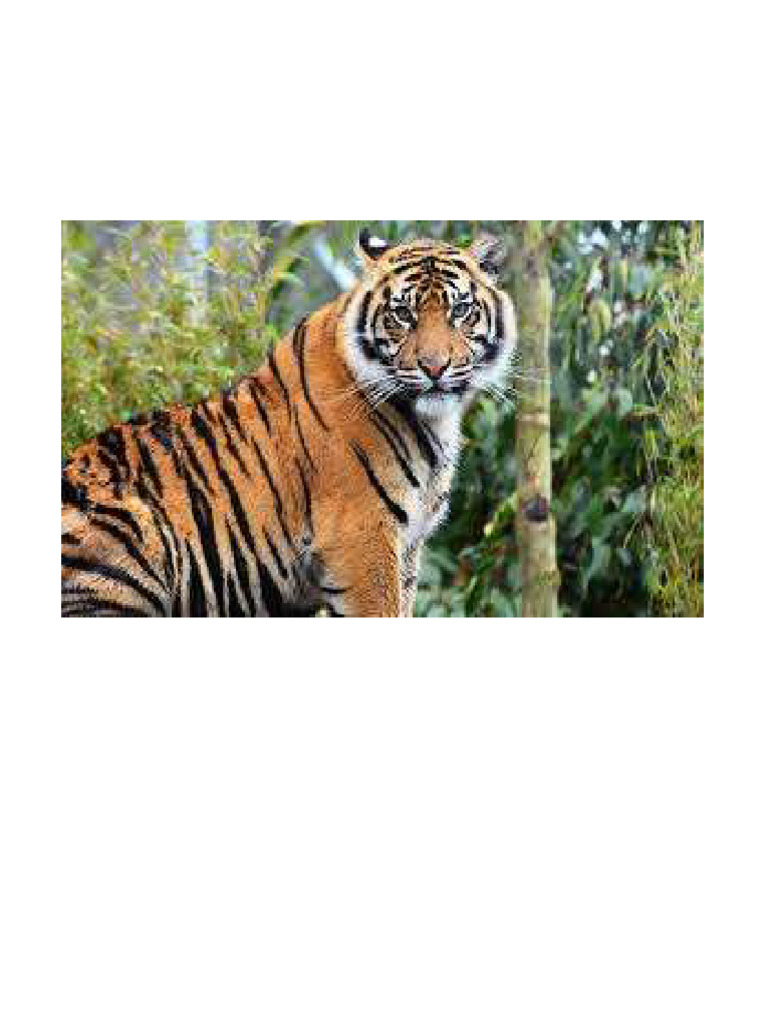 HARIMAU | PDF