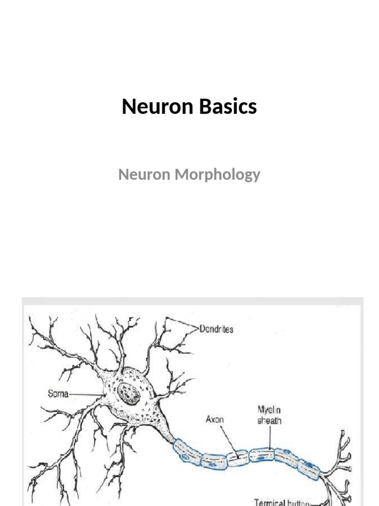 Lecture-2 Neuron Basics | PDF | Neuron | Membrane Potential