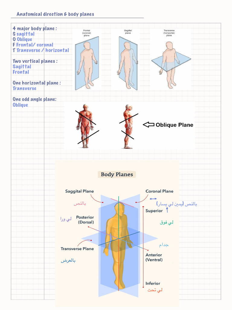 Anatomical Direction and Planes | PDF