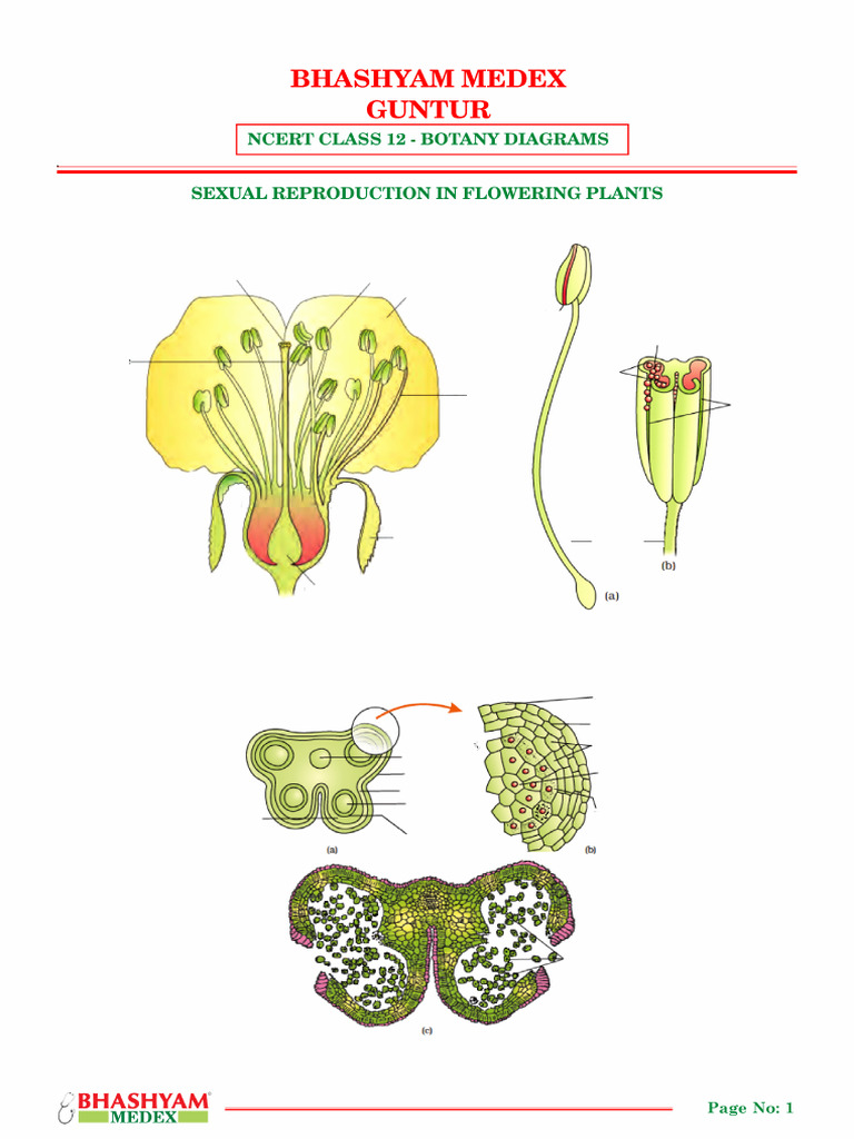 Class - Xii - Botany Diagrams (Colour) | PDF