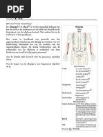 Anatomie Van Het Paard | PDF